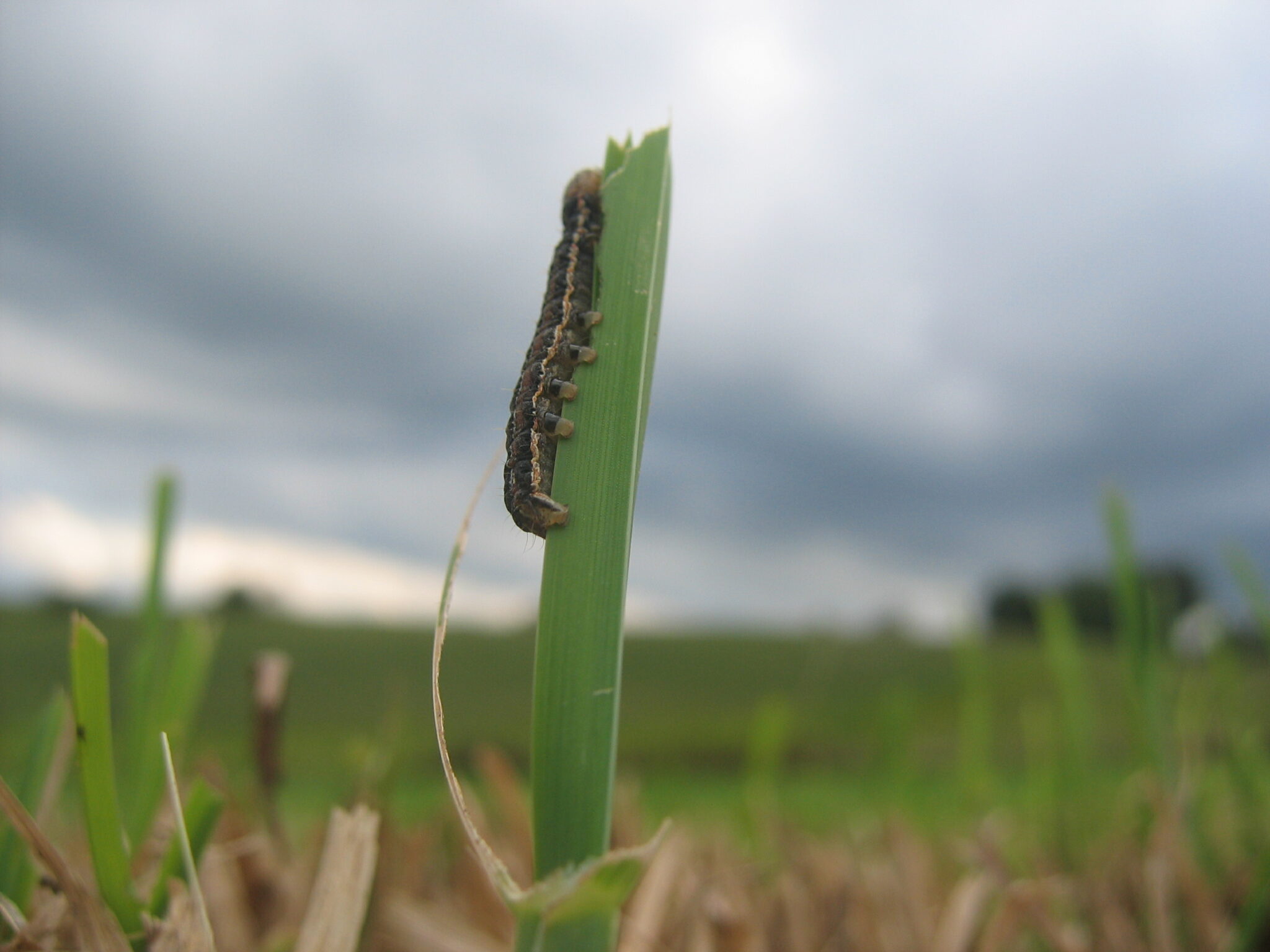 PEI-Emergence Cirphis : développer une solution agroécologique de lutte ...